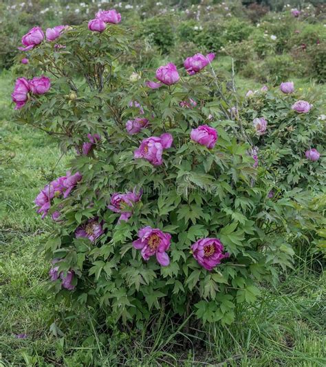 Tree Peony Paeonia X Suffruticosa Shrub With Pink Flowers Stock Image