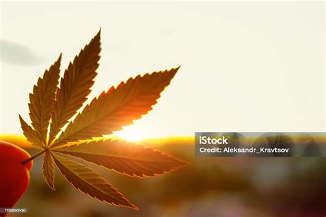 대마초 잎 배경 이미지 일출에서 대마초 식물과 마리화나의 테마 사진 프리미엄 제품 Cbd칸 나비 디올 복사 공간이 있는 흐린