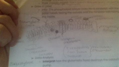 Bio Chapter 7 Sec 1and2 Diagram Quizlet