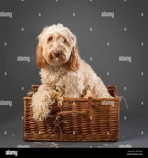 Cockapoo Dog Sat Inside Wicker Picnic Hamper On Grey Background Stock