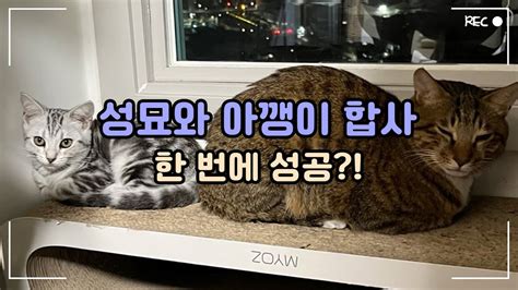 고양이 합사 그 첫번째 이야기 Youtube