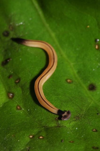 Terrestrial Flatworm Bipalium Sp A Photo On Flickriver