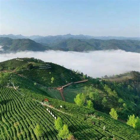 新华社关注！126万浏览！平利这产业火了！茶园老县镇茶叶