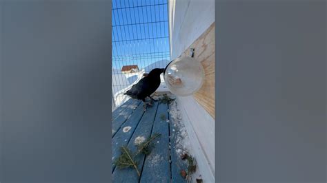 Палка-доставалка и пернатый гений за пультом 😅#воронгоша #aboutbirds # ...