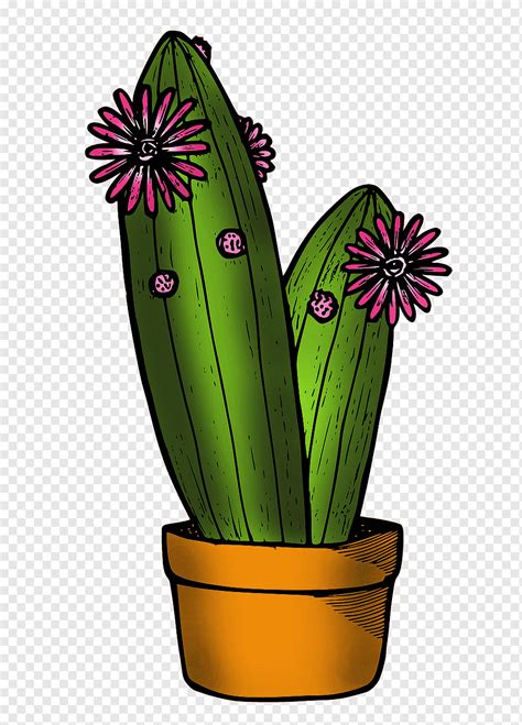 선인장 선인장 공장 그린 즙이 많은 정원 그림 원 예 화분 온실 Png Pngwing