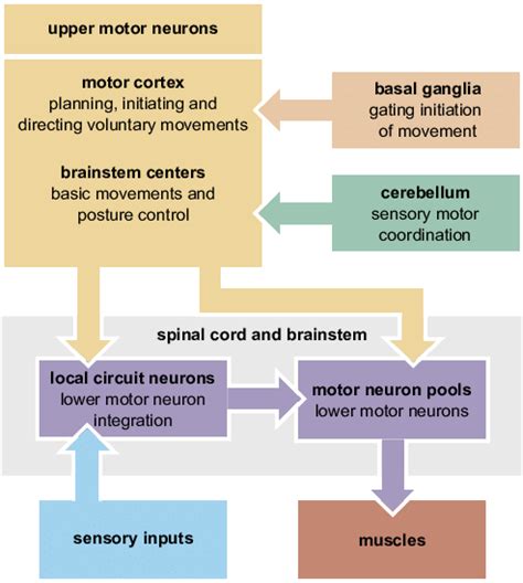 Figure E Hierarchy Of The Neural Subsystems Involved In The Control