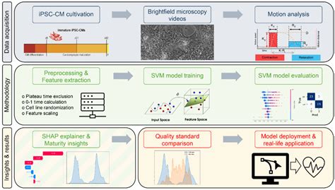 논문 리뷰 Non Invasive Maturity Assessment Of Ipsc Cms Based On Optical Maturity Characteristics