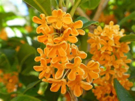 金木犀 きんもくせい ／陶酔 10月22日の花と 花言葉 見せばや みせばや ／金木犀 きんもくせい ／沢瀉 おもだか Naver まとめ
