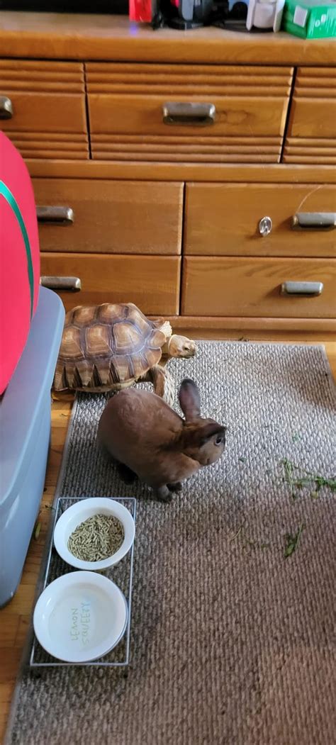 Most Famous Teams In Robot Combat That Never Came To Battlebots R