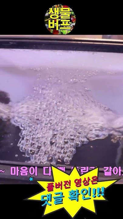 스펀지 여과기 추천 그냥 이거 사용하면 됩니다 Youtube