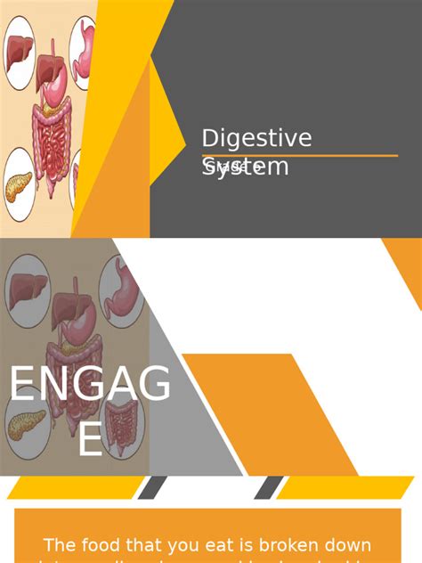 Grade 6 Digestive System Pdf Digestion Gastrointestinal Tract