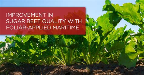 Plant Health Insights Sugar Beets