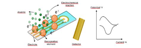 Scheme Of Electrochemical Biosensore The Sample Analyte To Be