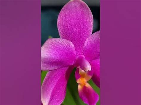 Фаленопсис San-Ho Chanel Лав Поушен Lilac Love Potion Miki Flora ...