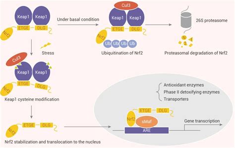 Nrf2 的“戏精”之路 生物 医药 天然产物