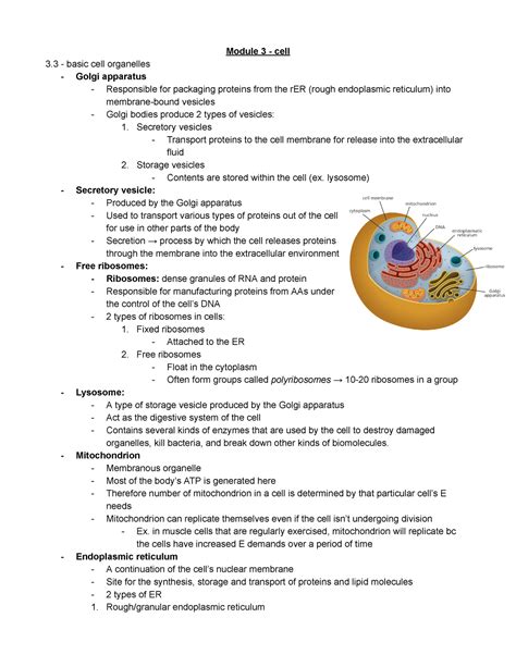 Module 3 Cell Module 3 Cell 3 Basic Cell Organelles Golgi Apparatus Responsible For