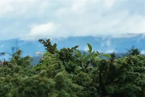 Vegetation And Climate How Plants Shape Weather And The Environment Reading Passages