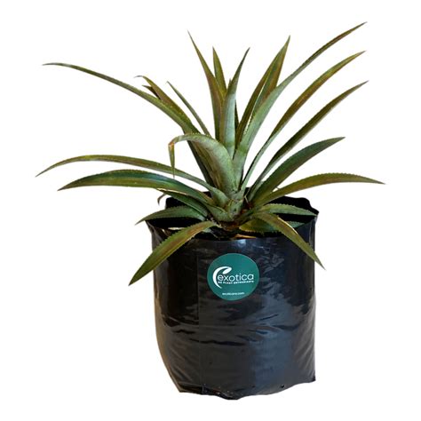Exotica Nz Plants Queen Pineapple