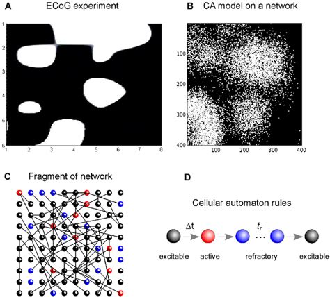 Neural Network Activity In Experiments And In The Cellular Automaton Download Scientific