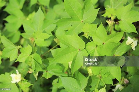 면 자르기 면에 대한 스톡 사진 및 기타 이미지 면 목화 잎 Istock