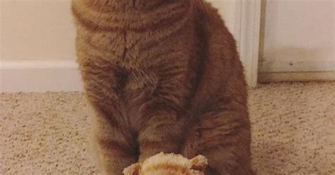 Ctrl C Ctrl V Album On Imgur