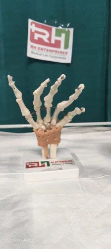 Human Wrist Joint Model At Rs 1000 Human Anatomical Models In Jaipur Id 2853502427712