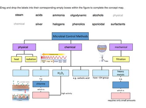 Solved Drag And Drop The Labels Into Their Corresponding Chegg Com