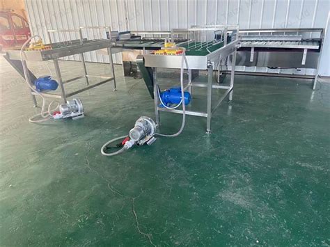 Egg Grading Machine For Sale In The Philippines