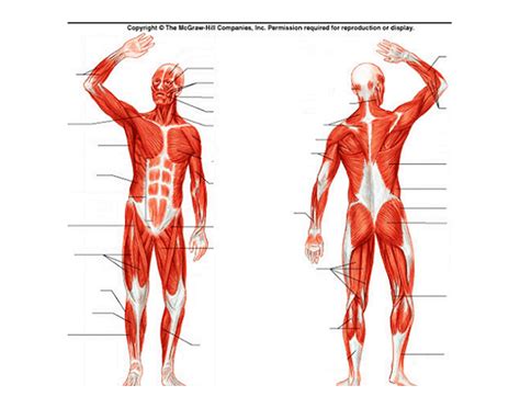 Human Muscular System Diagram Quiz