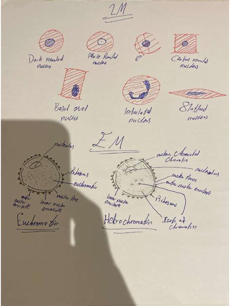 Histology Assignment 1 Pdf