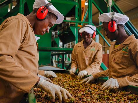 Dehusking And Curing Gala Macs