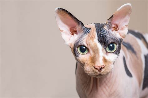 Sphynx Cat Breed Profile Cat World