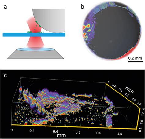 A Schematic View Of The Ballistic Experiment On Xenopus Oocyte B 3d