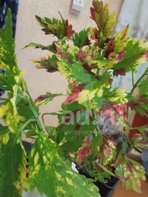 Колеус 2 — купить в Красноярске Садовые цветы на интернет аукционе