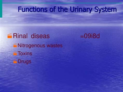 Ppt The Urinary System Functions And Processes Powerpoint Presentation Id 9156991