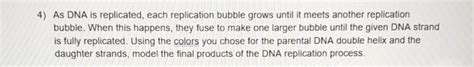 Solved As DNA Is Replicated Each Replication Bubble Grows Chegg Com