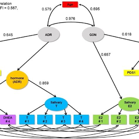 Two Factor Full Model Correlating Adr Gon And Chronological Age Pds1 Download Scientific