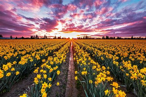 Daffodil Field Widescreen Wallpaper