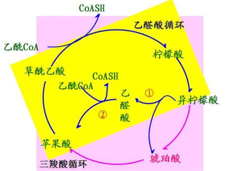 为什么说三羧酸循环是糖，脂和蛋白质三大物质代谢的共通路百度知道