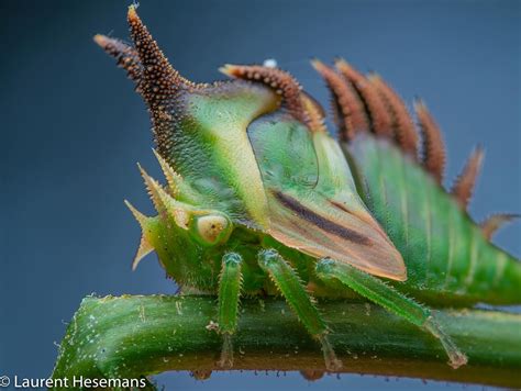 Treehopper Nymph On Behance