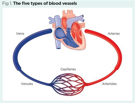 Arteries And Veins Diagram And Functions