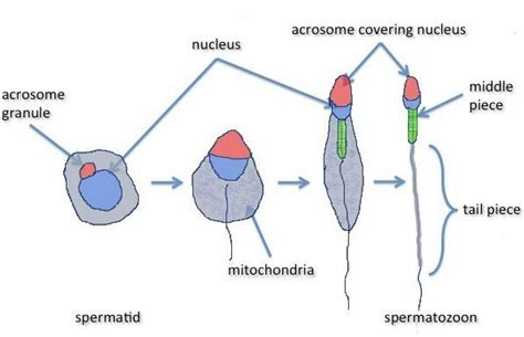Spermatozoa