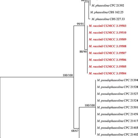 Maximum Parsimony Tree Generated From Sequence Analysis Of The