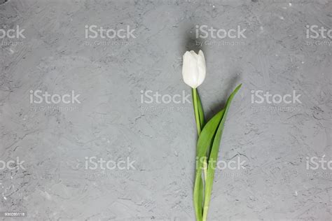 회색 콘크리트 바탕에 흰 튤립 최고의 볼 수 있습니다 플랫이 하다 부활절 어머니의 날 및 봄 휴가 대 한 엽서 3월에 대한 스톡 사진 및 기타 이미지 Istock