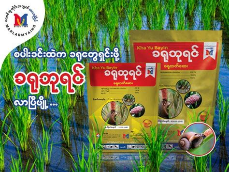 အစိမ်းရောင်လမ်း စိုက်ပျိုးသုတ မတ်လ