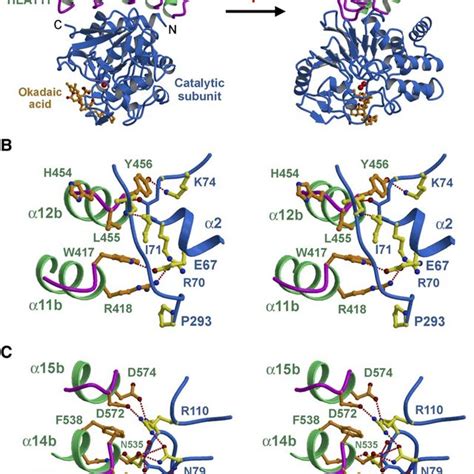 Specific Interactions Between The Scaffolding Subunit And The Catalytic