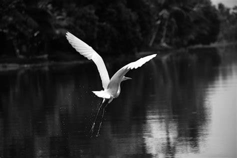 Mastering High Contrast Black And White Photography
