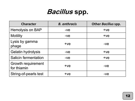 Bacillus Spp Practical Medical Microbiology 12 Pdf