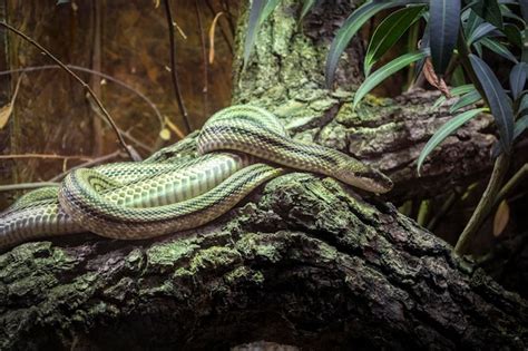 Four Lined Snake Lying On The Tree Stump In The Foliage Premium Photo