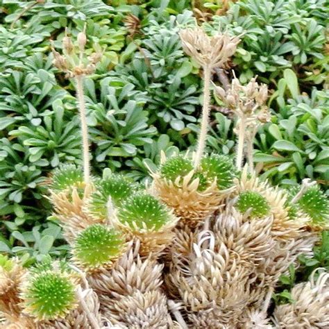 Few Seeded Draba Draba Oligosperma Plant Care And How To Grow Water